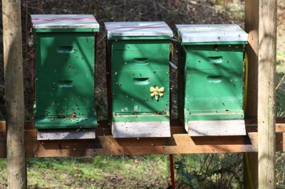 Sun and Shade for Bees: What is the Right Mix? - Backyard Beekeeping